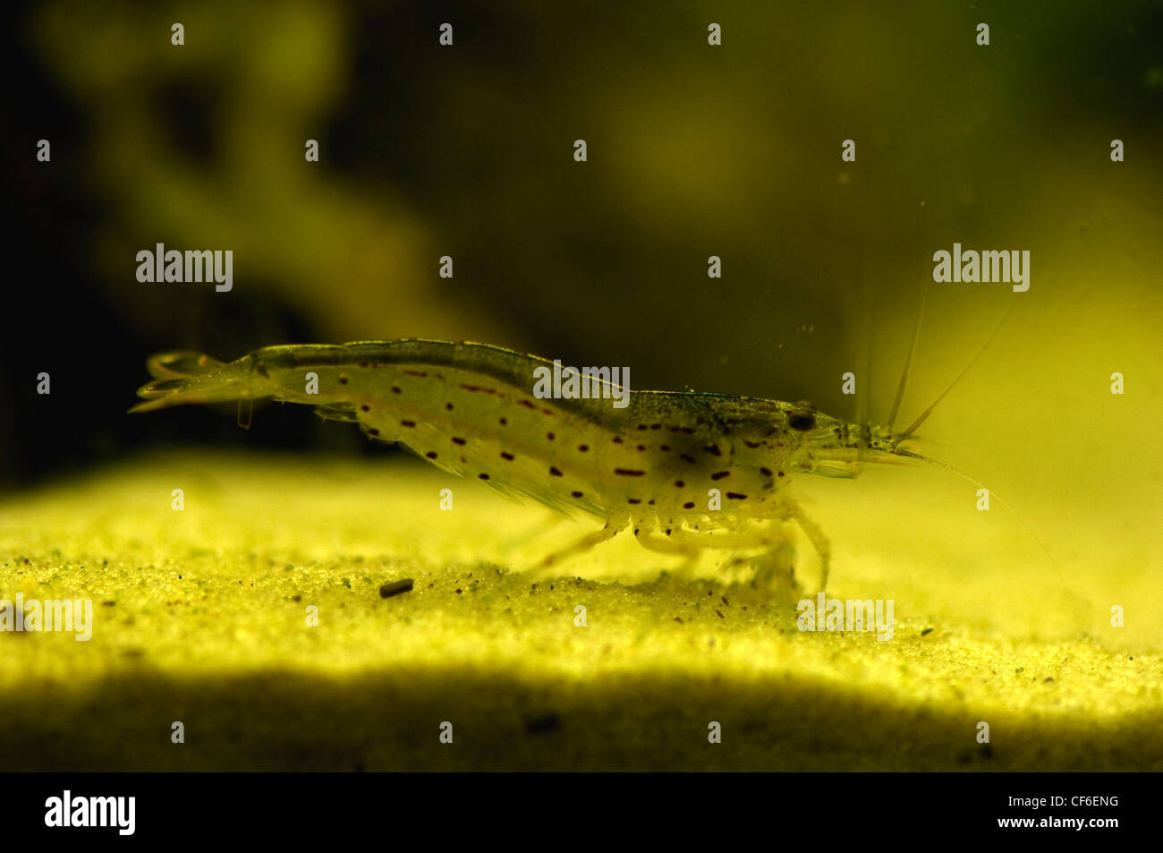 Caridina japonica -Fotos und -Bildmaterial in hoher Auflösung – Alamy