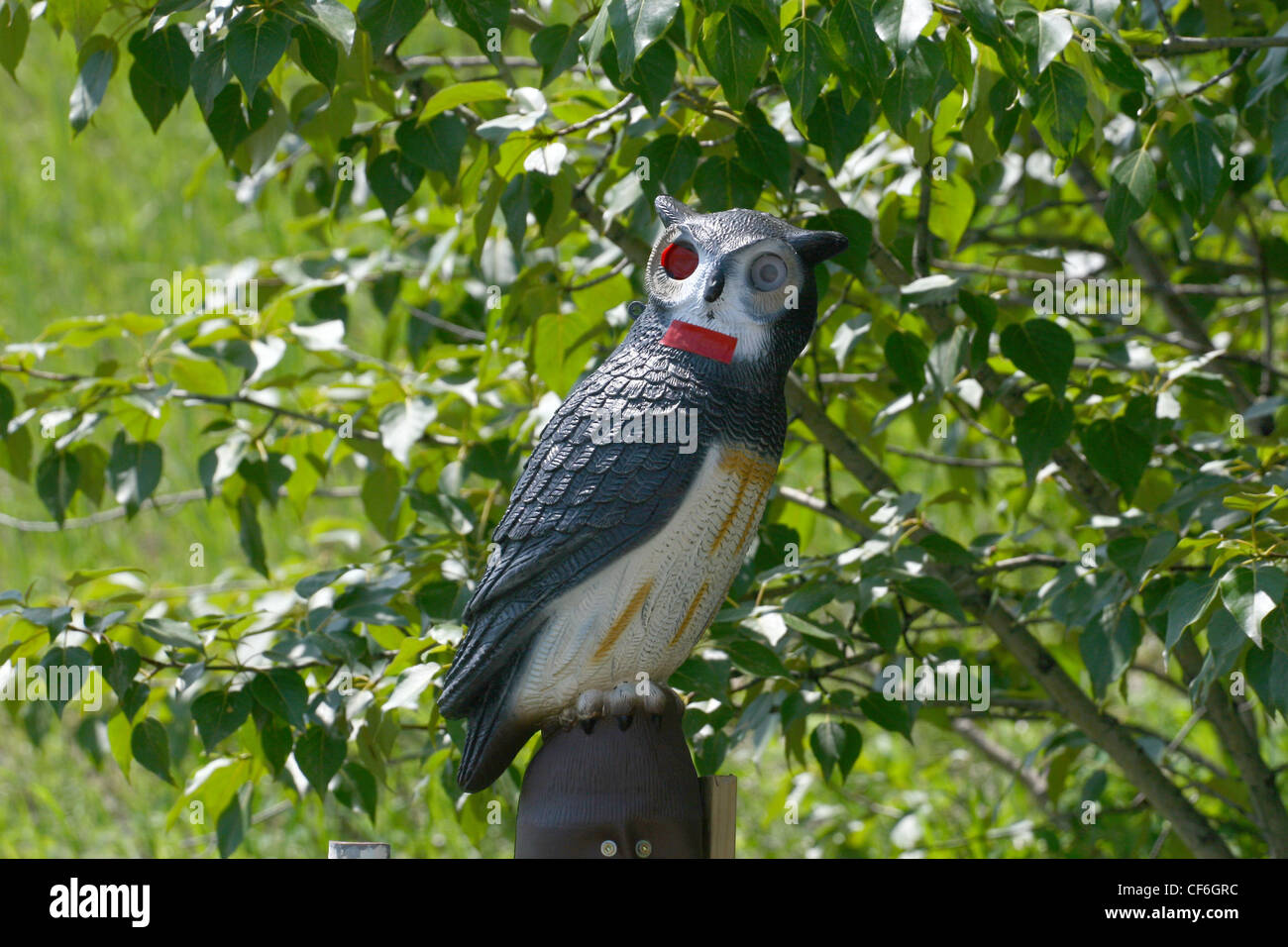 Eine eule schnitzen -Fotos und -Bildmaterial in hoher Auflösung – Alamy