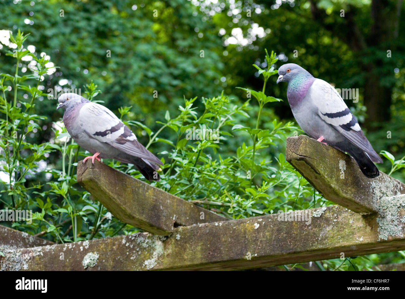 Tauben auf der wiese -Fotos und -Bildmaterial in hoher Auflösung – Alamy