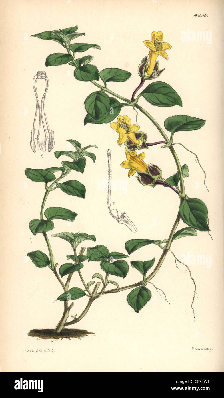 Schleichende Alloplectus Alloplectus Repens Stockfotografie - Alamy