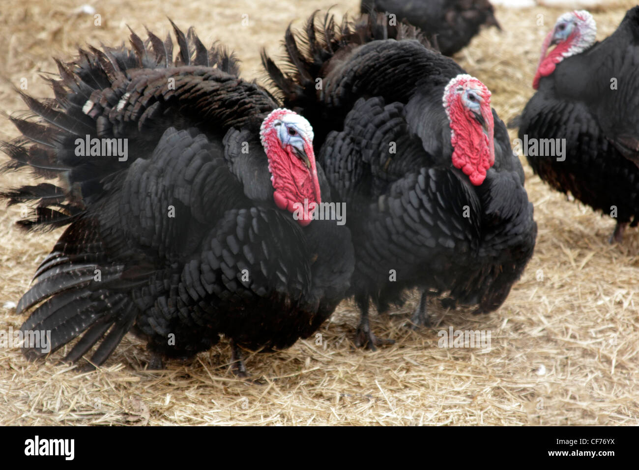 Tom puten -Fotos und -Bildmaterial in hoher Auflösung – Alamy