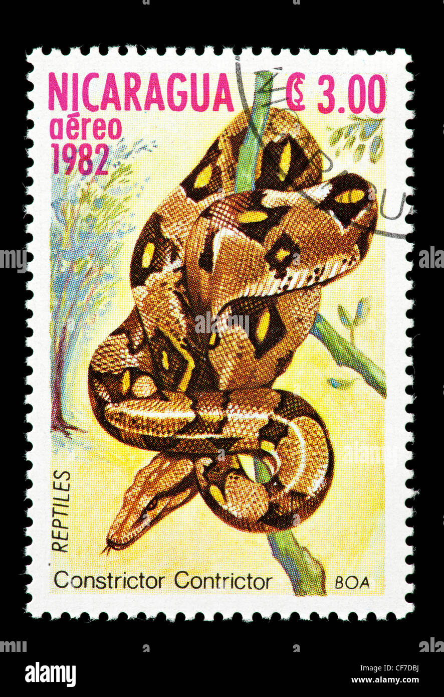 Boa constrictor constrictor -Fotos und -Bildmaterial in hoher Auflösung ...