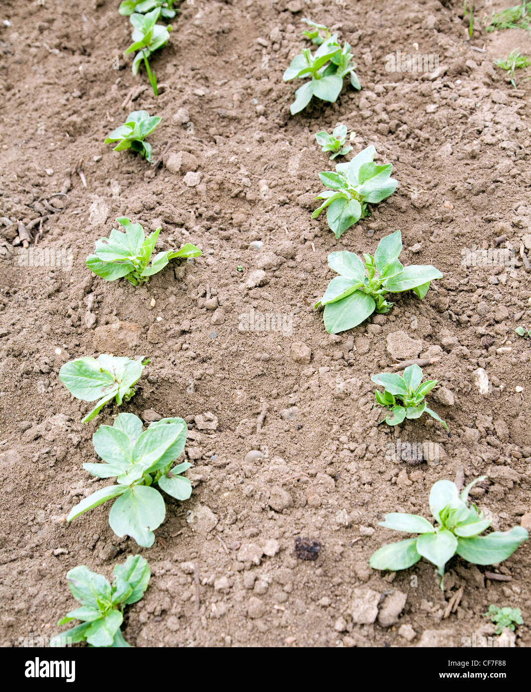 Saubohnenpflanzen uk -Fotos und -Bildmaterial in hoher Auflösung – Alamy
