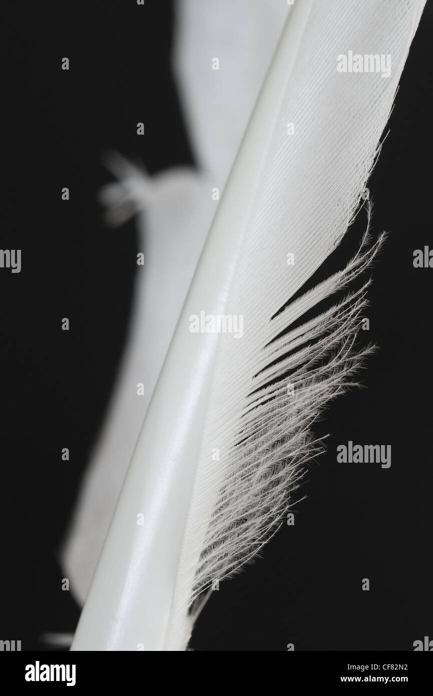 Die feder ist mächtiger als das schwert -Fotos und -Bildmaterial in ...