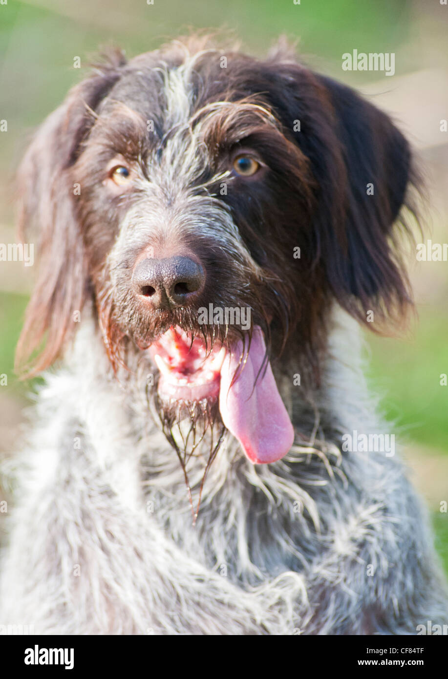 Porträt eines Deutschen Wired behaarten Zeiger Hund Stockfotografie - Alamy