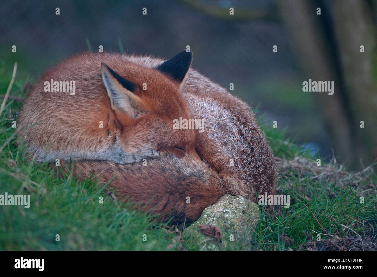 Rotfuchs schlafender -Fotos und -Bildmaterial in hoher Auflösung – Alamy