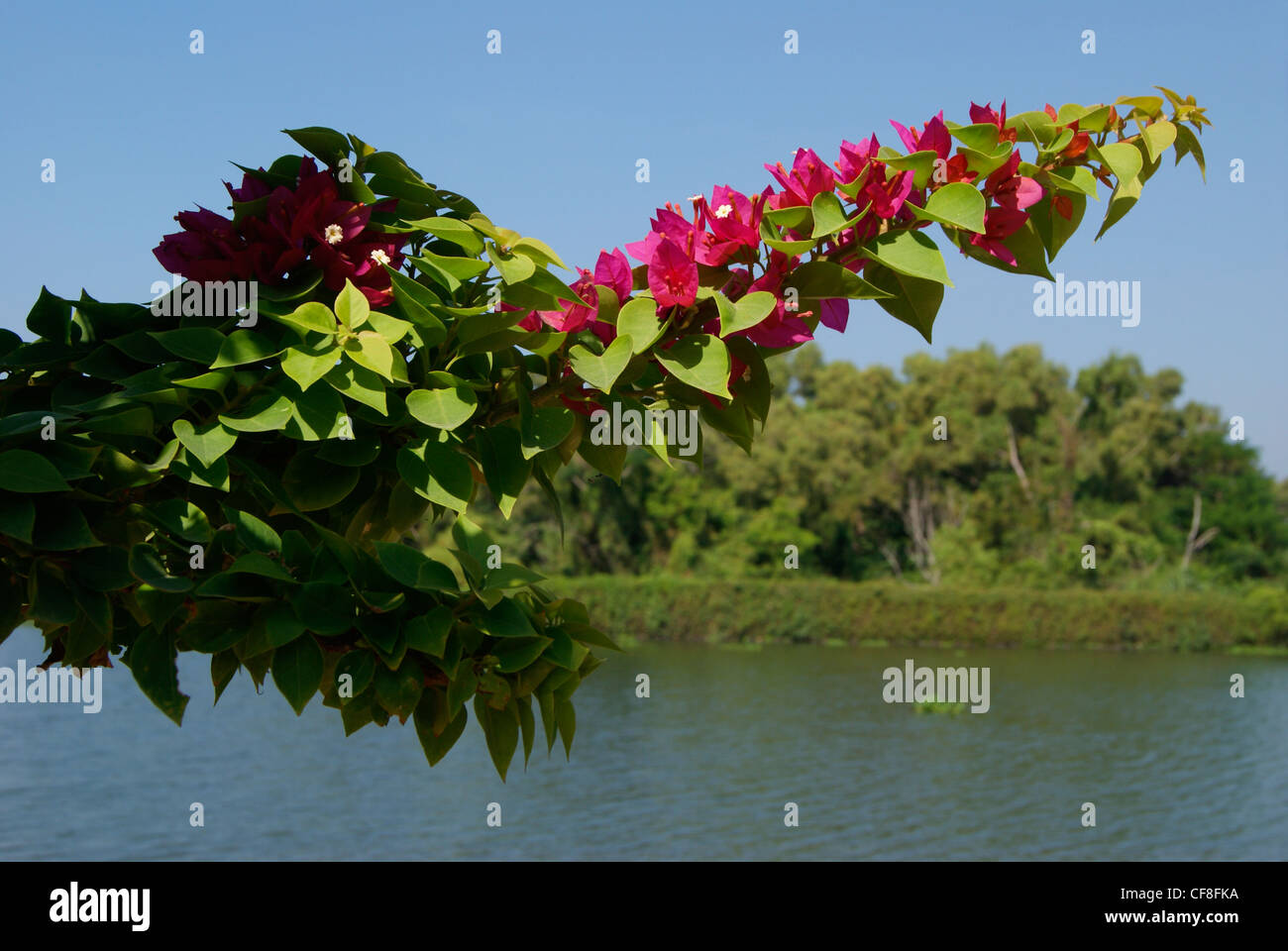 Bougainvillea blume indien -Fotos und -Bildmaterial in hoher Auflösung ...