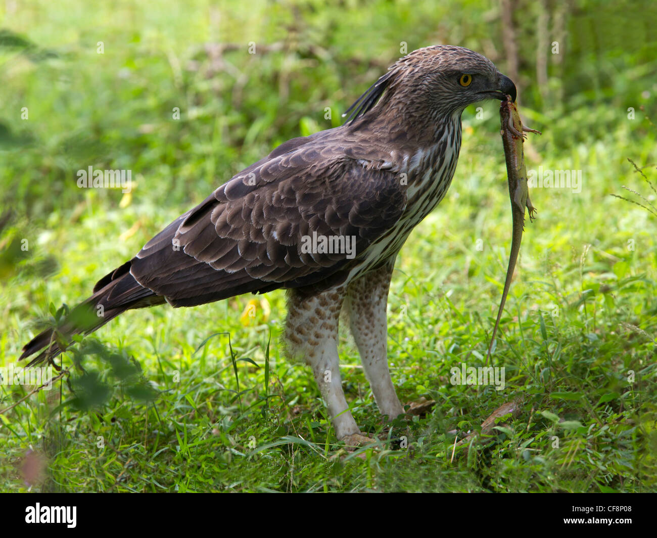 Wandelbar, crested Falke-Adler mit Eidechse Stockfotografie - Alamy