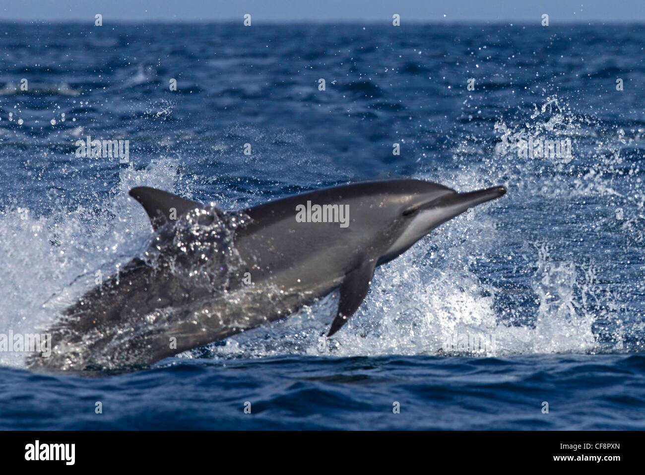 Dolphin leaping out ocean -Fotos und -Bildmaterial in hoher Auflösung ...
