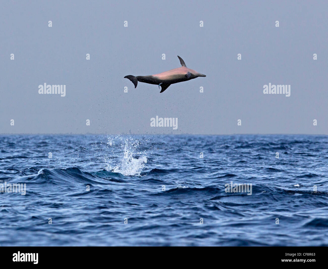Spinner Delfin springen aus dem Wasser und Spinnen Stockfotografie - Alamy