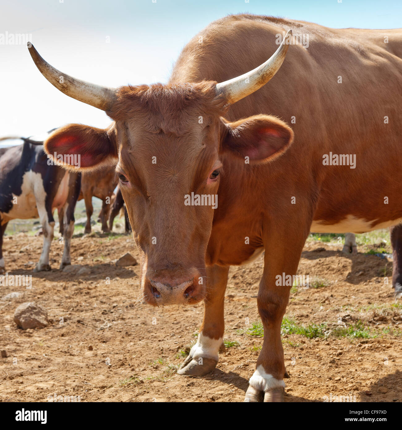 Stier farm -Fotos und -Bildmaterial in hoher Auflösung – Alamy