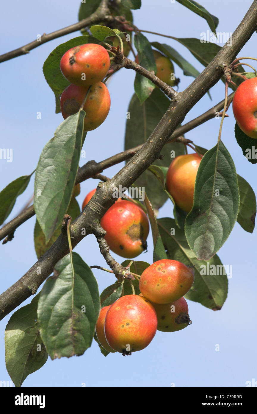 Crab Apple John Downie zeigt Reife Obst Stockfotografie - Alamy