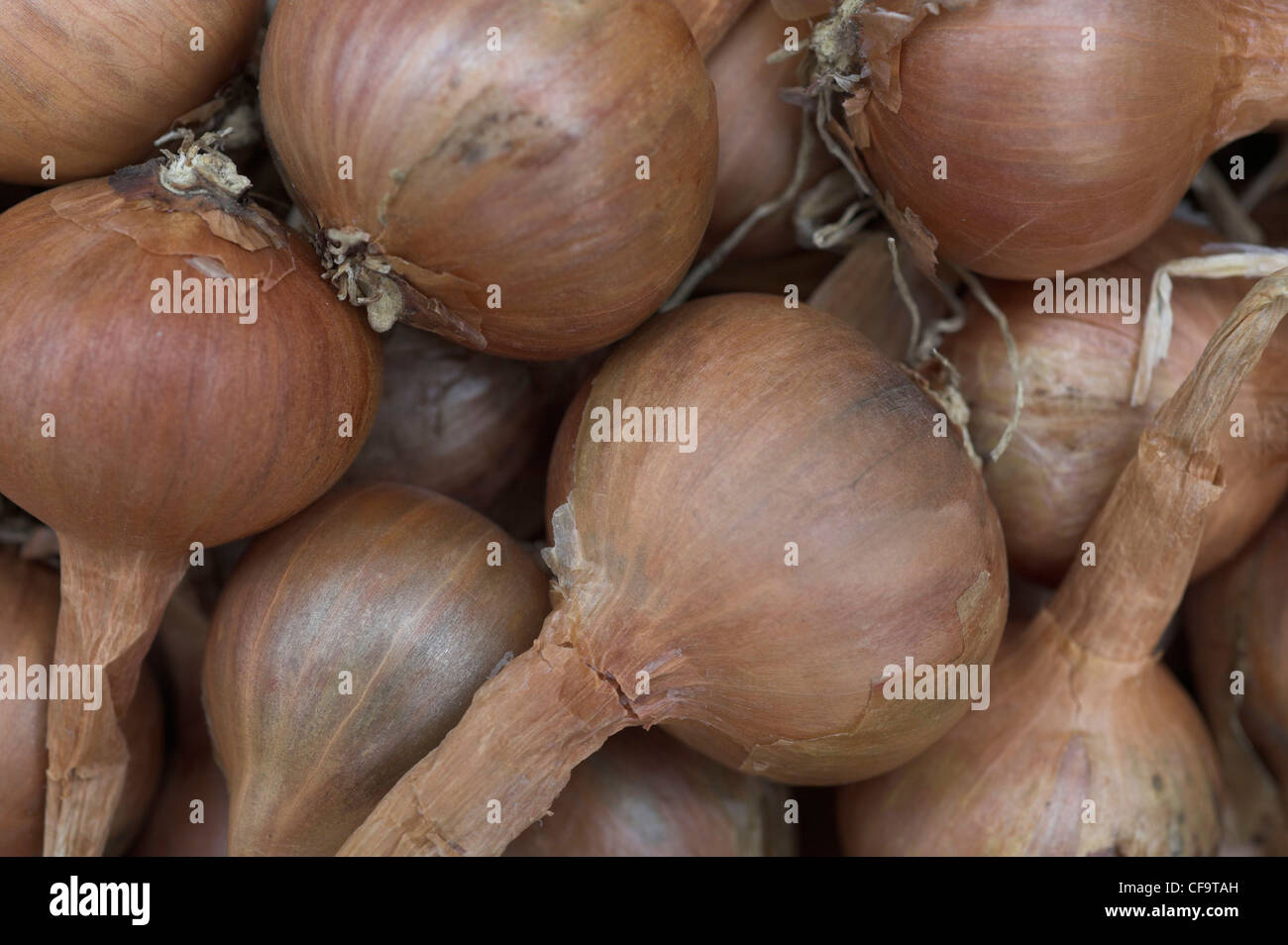 Schalotten garten -Fotos und -Bildmaterial in hoher Auflösung – Alamy