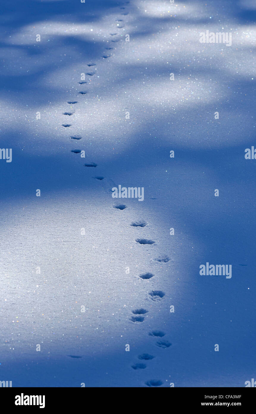 Fuchsspuren im schnee -Fotos und -Bildmaterial in hoher Auflösung – Alamy