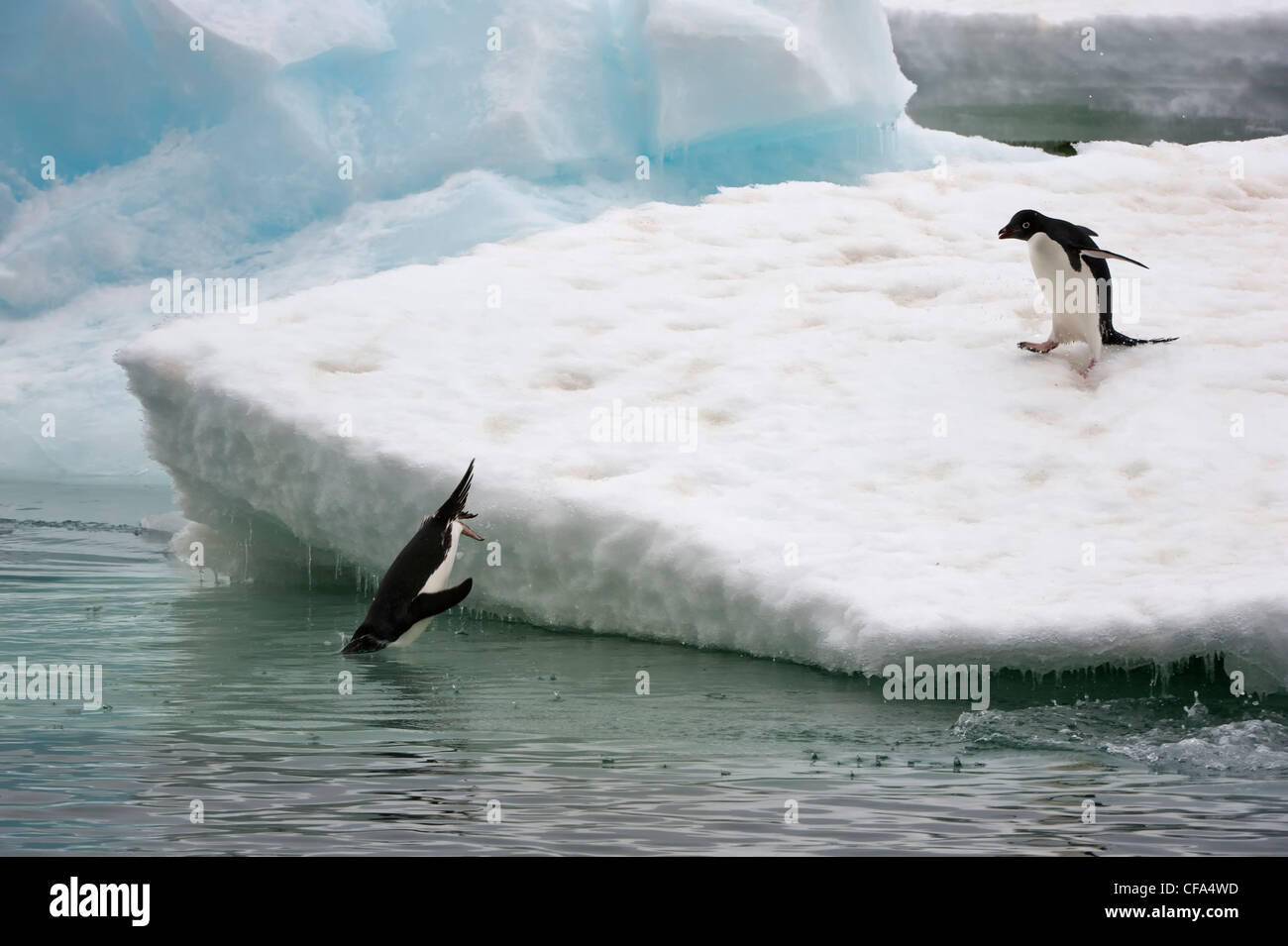 Pinguine springen auf eis -Fotos und -Bildmaterial in hoher Auflösung ...