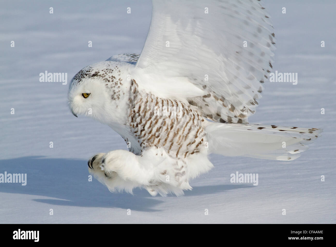 Schneeeule im flug nahaufnahme -Fotos und -Bildmaterial in hoher ...