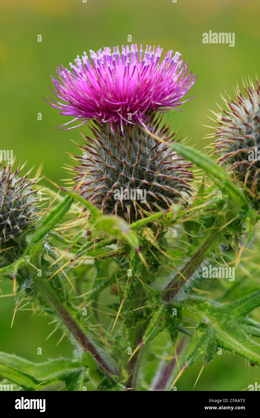 Distel, Distel Pflanze, Makto, Schottland, schottische Nationalblume ...