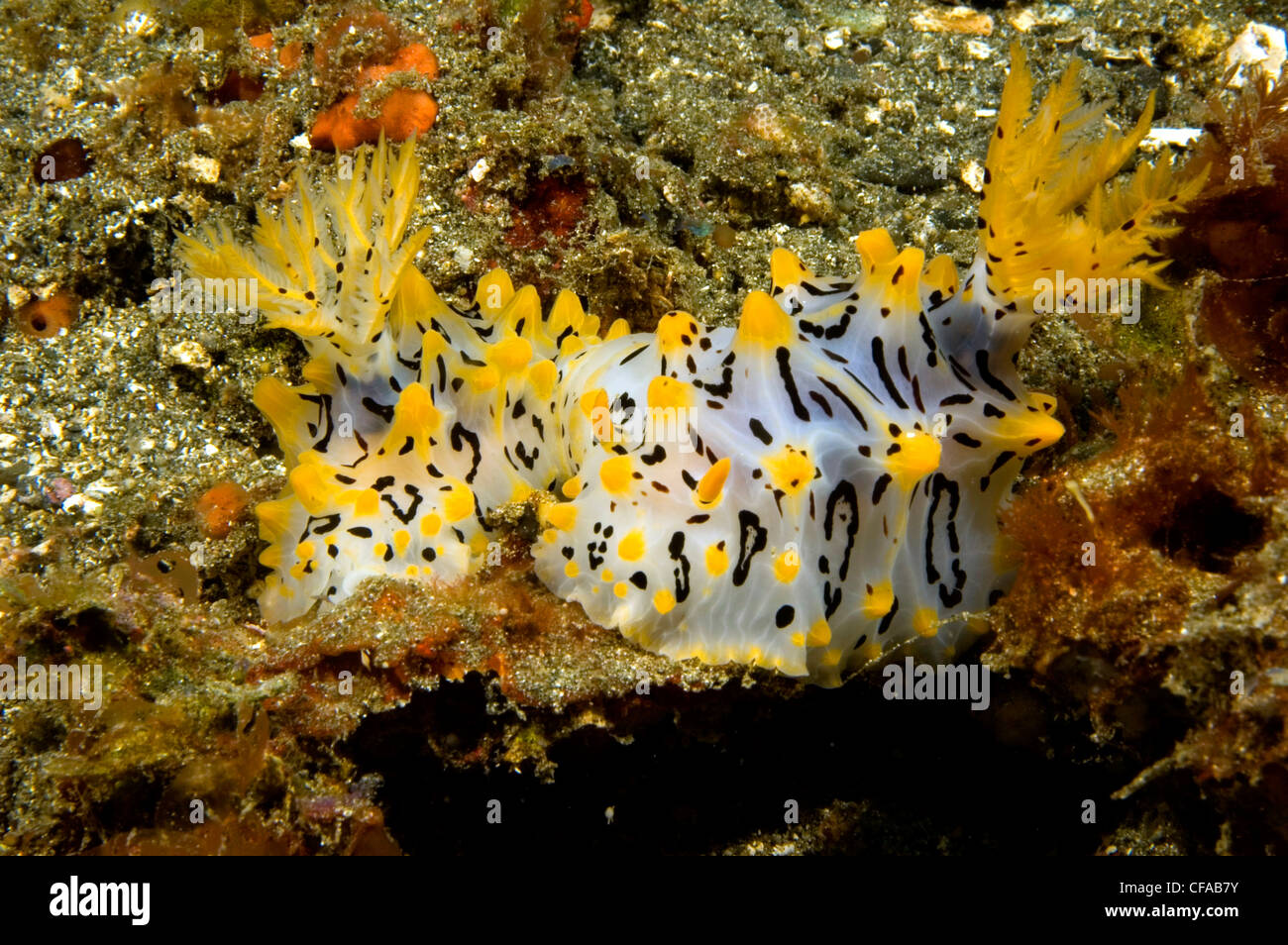 Nacktschnecken paarung -Fotos und -Bildmaterial in hoher Auflösung – Alamy