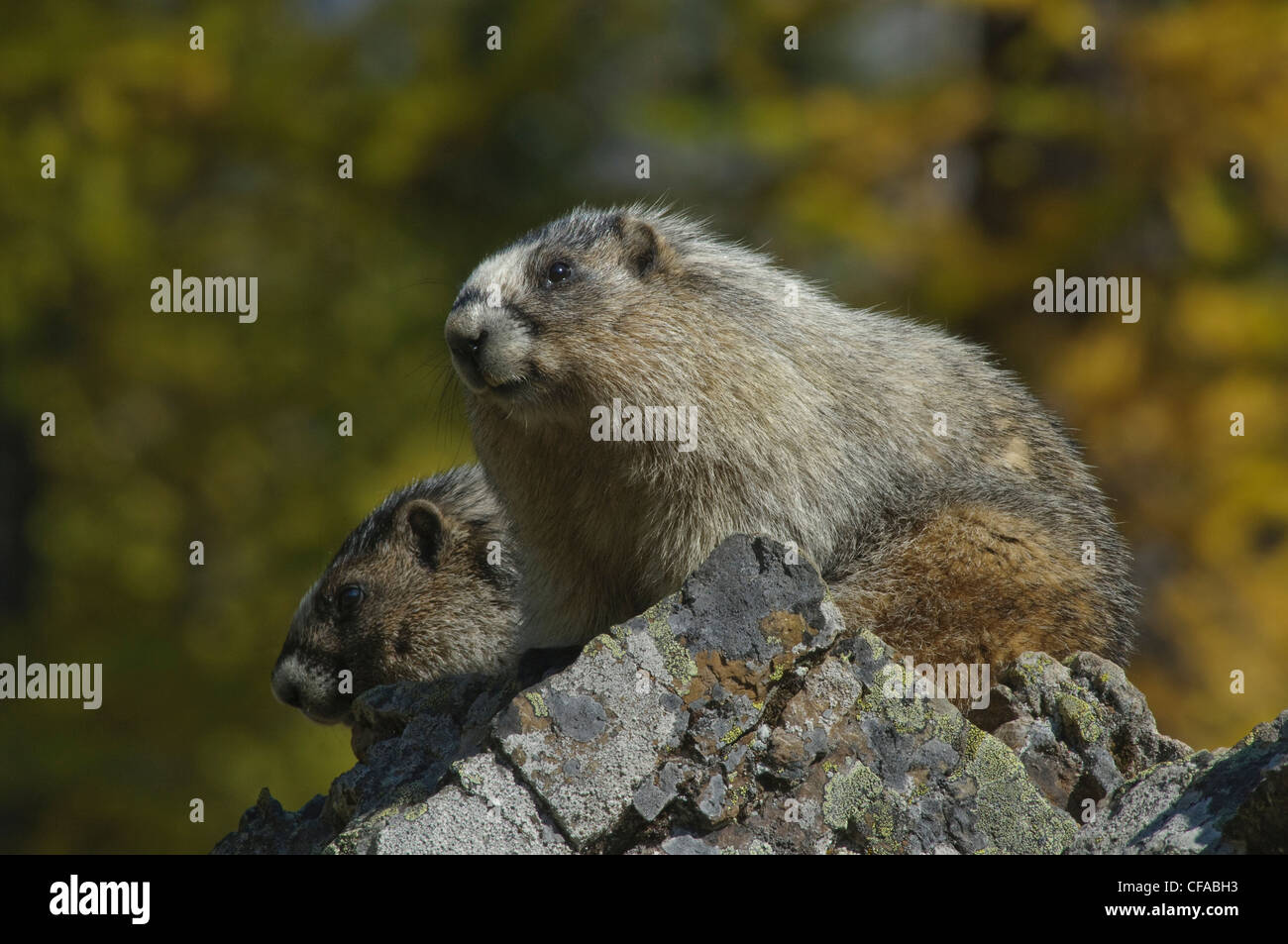 Zwei grauhaarige murmeltiere marmota caligata -Fotos und -Bildmaterial in hoher Auflösung – Alamy