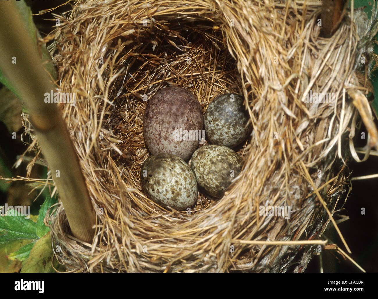 Kuckuck Cuculus Canorus Ei in Reed Grasmücken Nest zeigen Unterschied ...