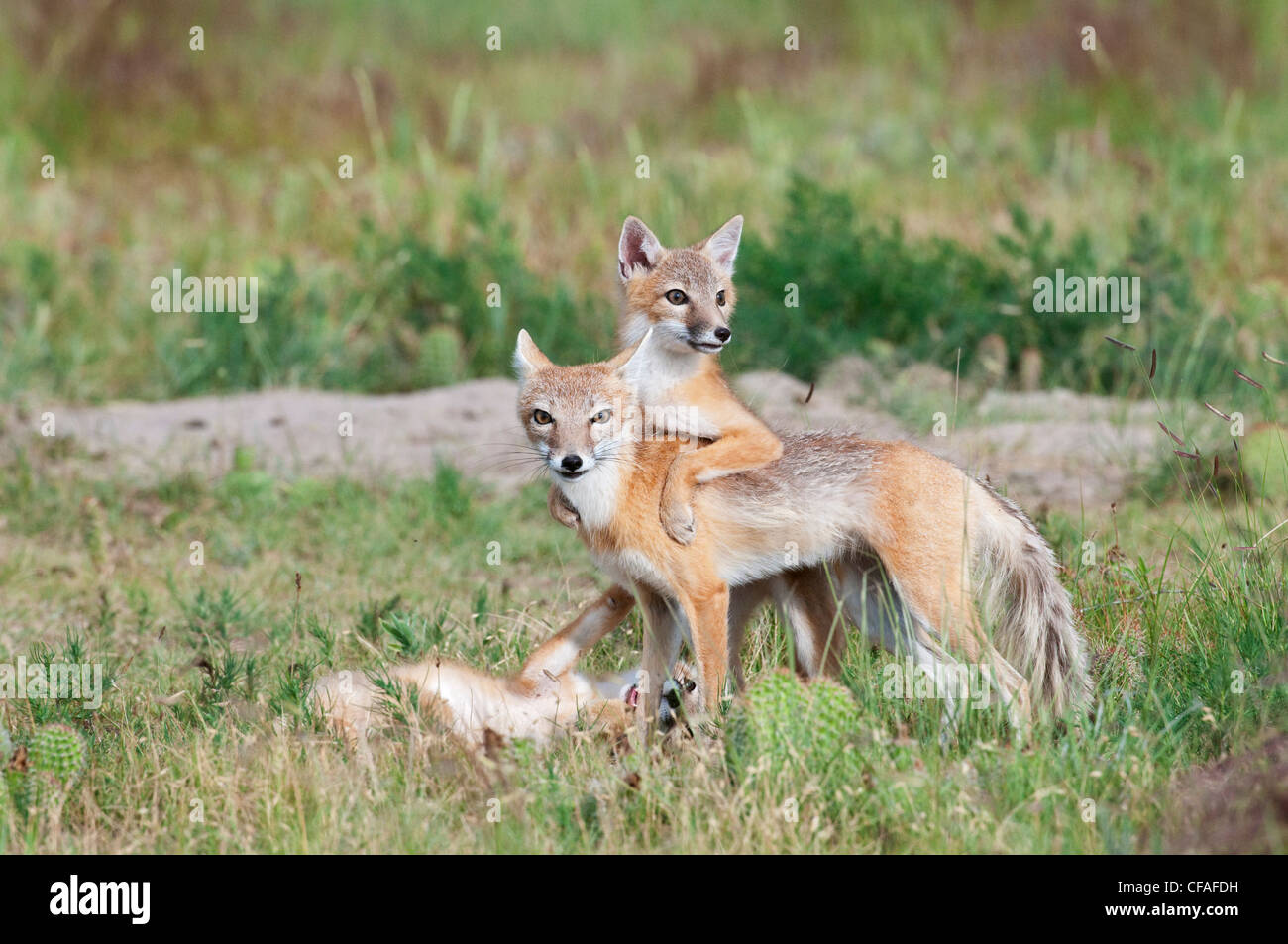 Kit fox vulpes velox -Fotos und -Bildmaterial in hoher Auflösung – Alamy