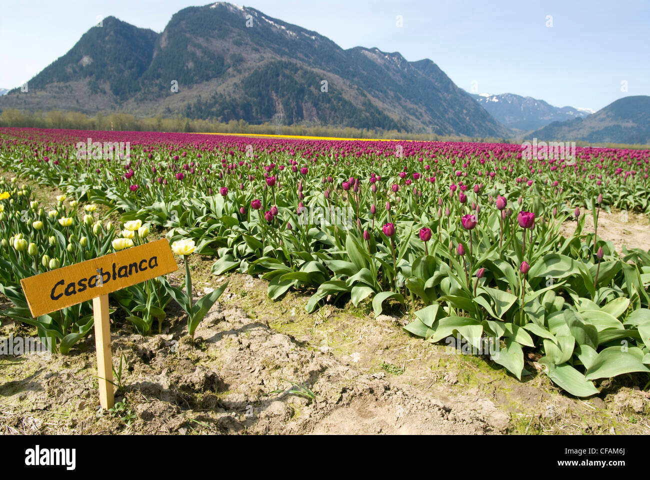 Tulpenfeld im fraser valley bei agassiz -Fotos und -Bildmaterial in ...