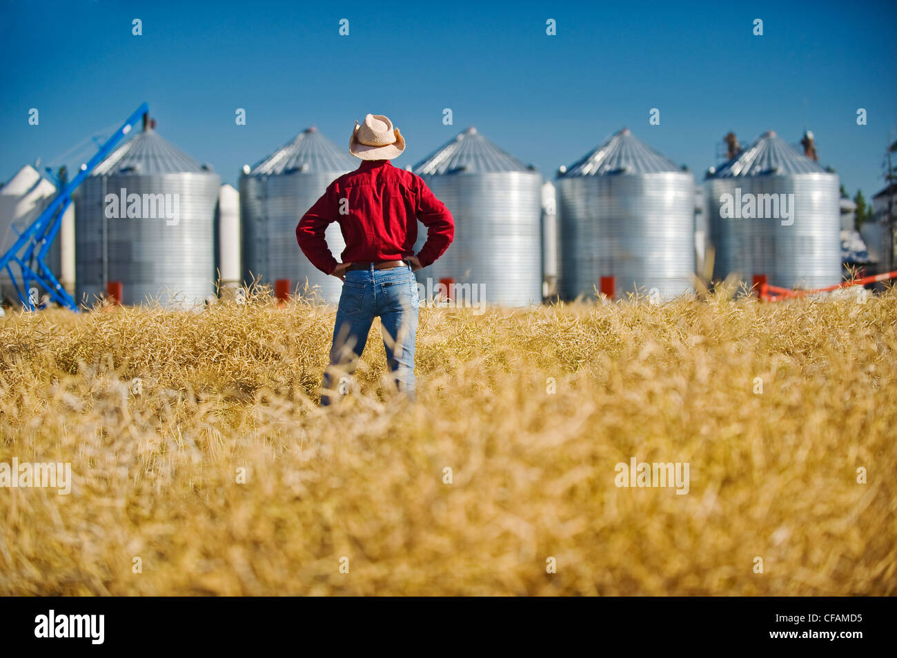 Bauer blickt Feld reife Ernte bereit Stockfotografie - Alamy