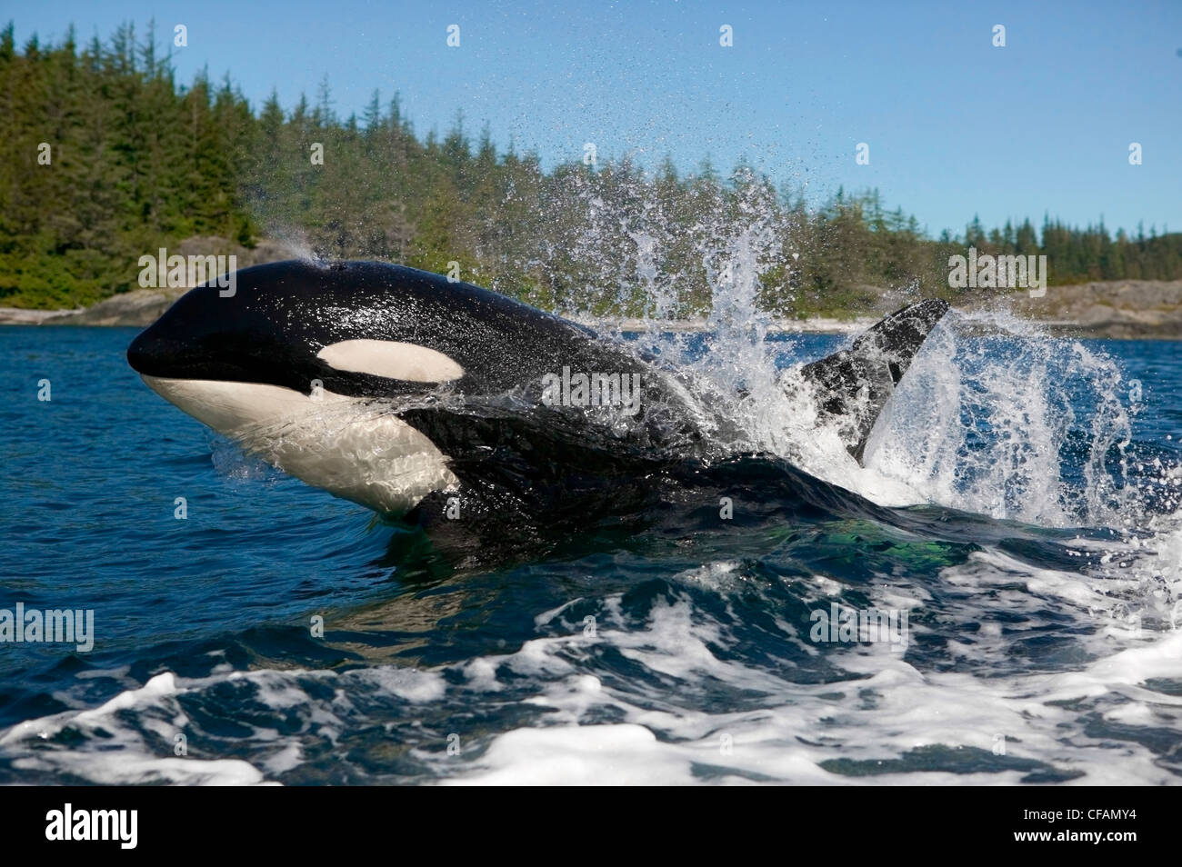 Schwertwale springen -Fotos und -Bildmaterial in hoher Auflösung – Alamy