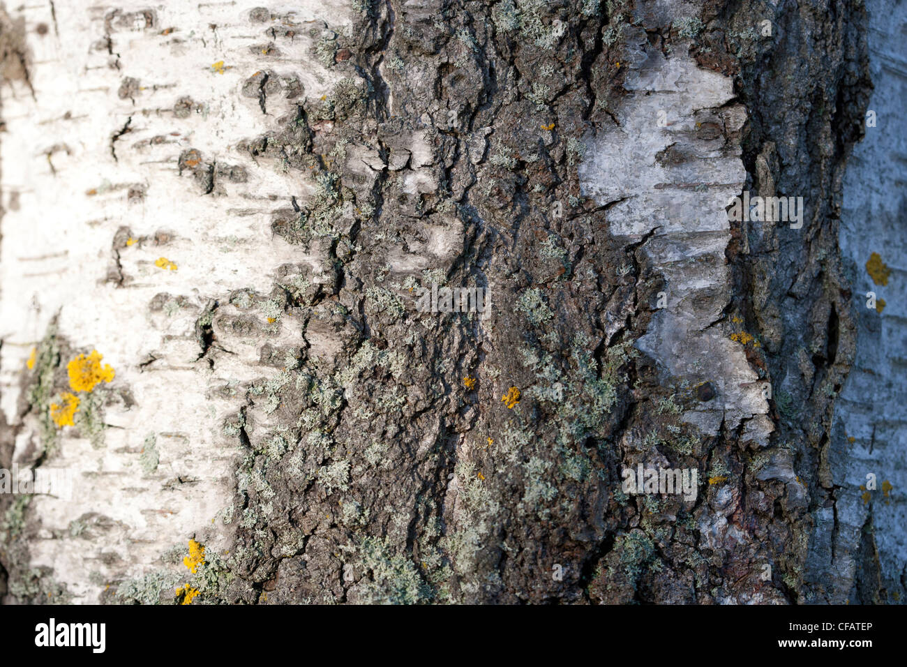 European white birch -Fotos und -Bildmaterial in hoher Auflösung – Alamy