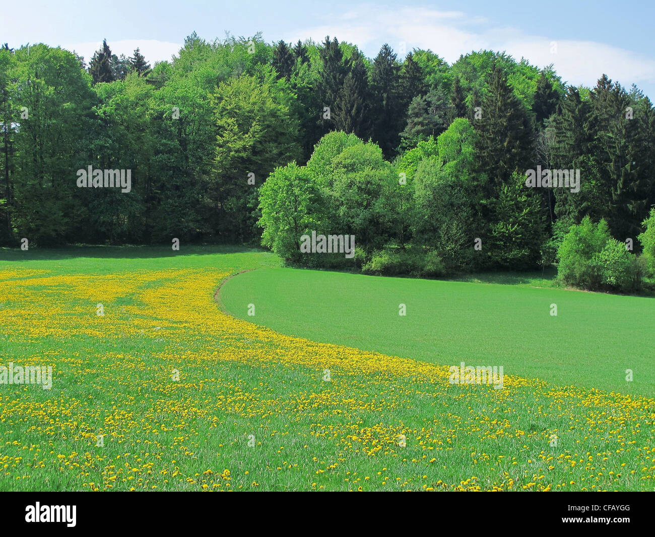 Wiese am waldrand -Fotos und -Bildmaterial in hoher Auflösung – Alamy