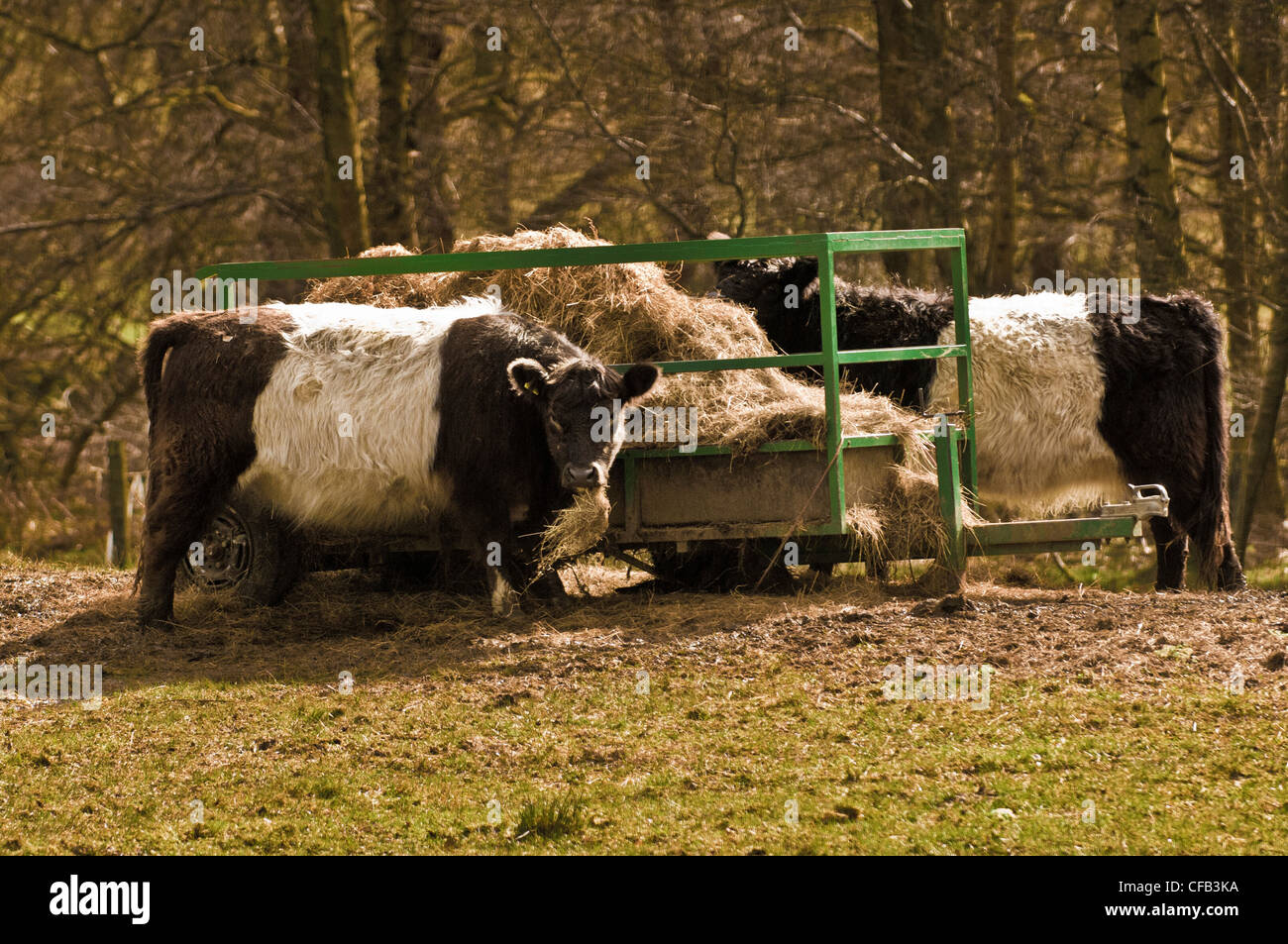 Kuh, Die Heu Isst Stockfotos und -bilder Kaufen - Alamy
