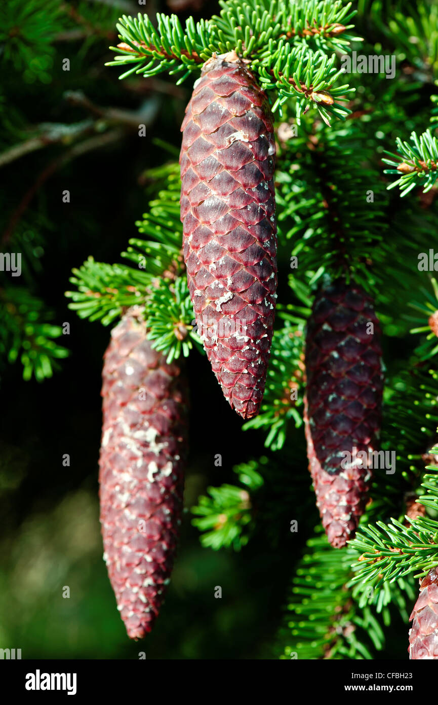 Norwegen fichte picea abies kegel -Fotos und -Bildmaterial in hoher ...