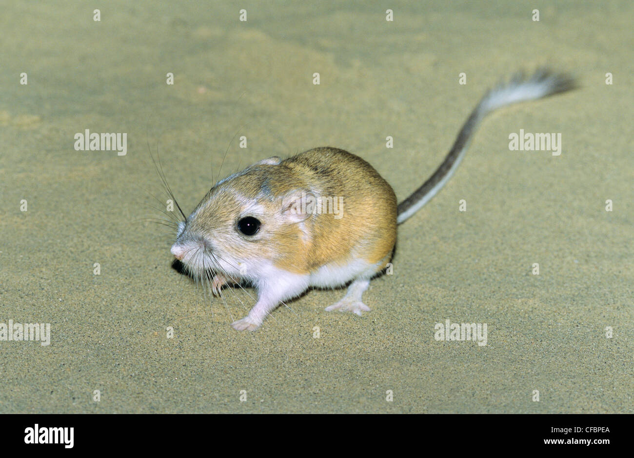 Kangaroo rat Stockfotos und -bilder Kaufen - Alamy