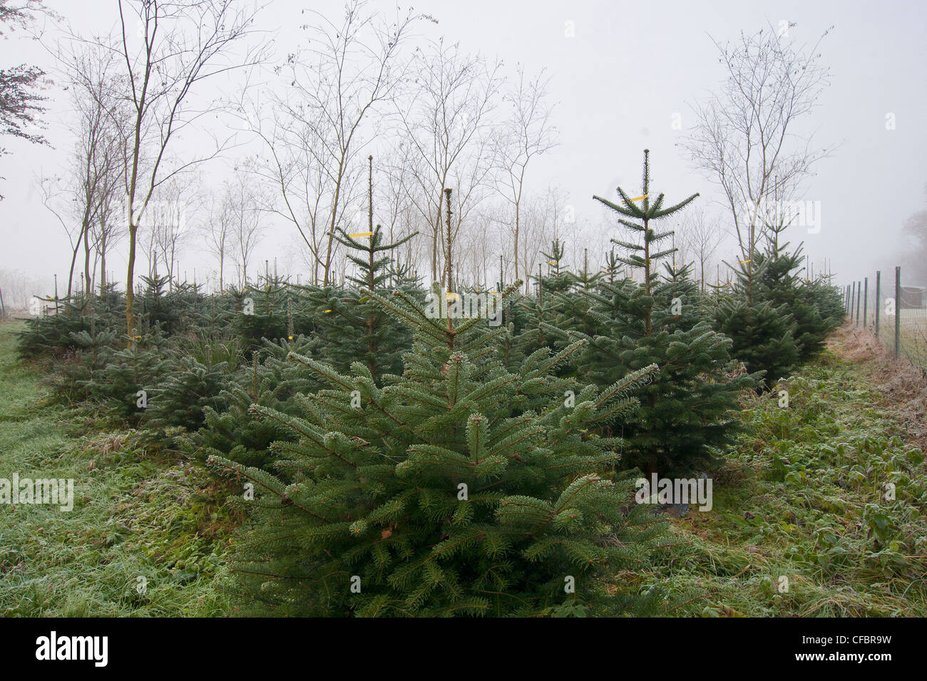 Christmas tree plantation germany -Fotos und -Bildmaterial in hoher ...