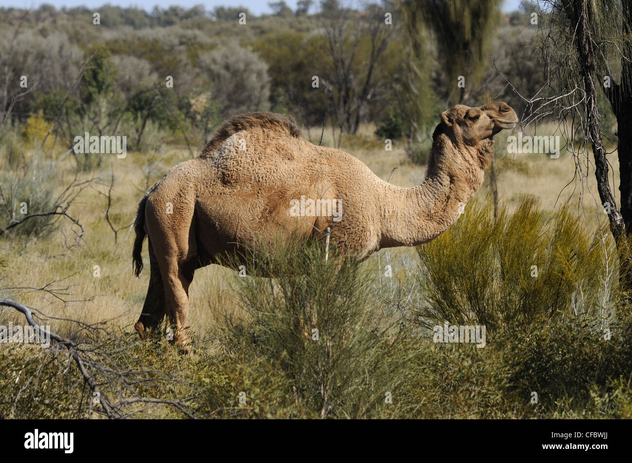 Northern australia camel -Fotos und -Bildmaterial in hoher Auflösung ...