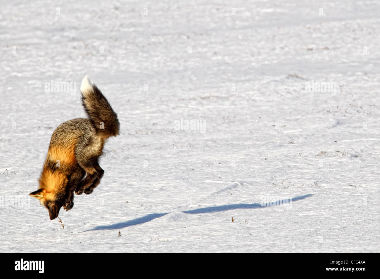 Fuchs (Vulpes Vulpes) in die Luft springen, wie es Nagetiere, Yukon ...
