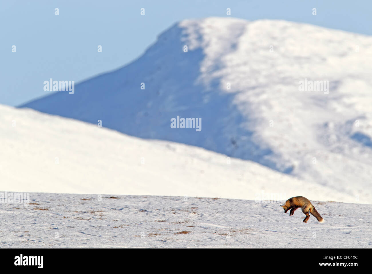 Fuchs (Vulpes Vulpes) in die Luft springen, wie es Nagetiere, Yukon ...