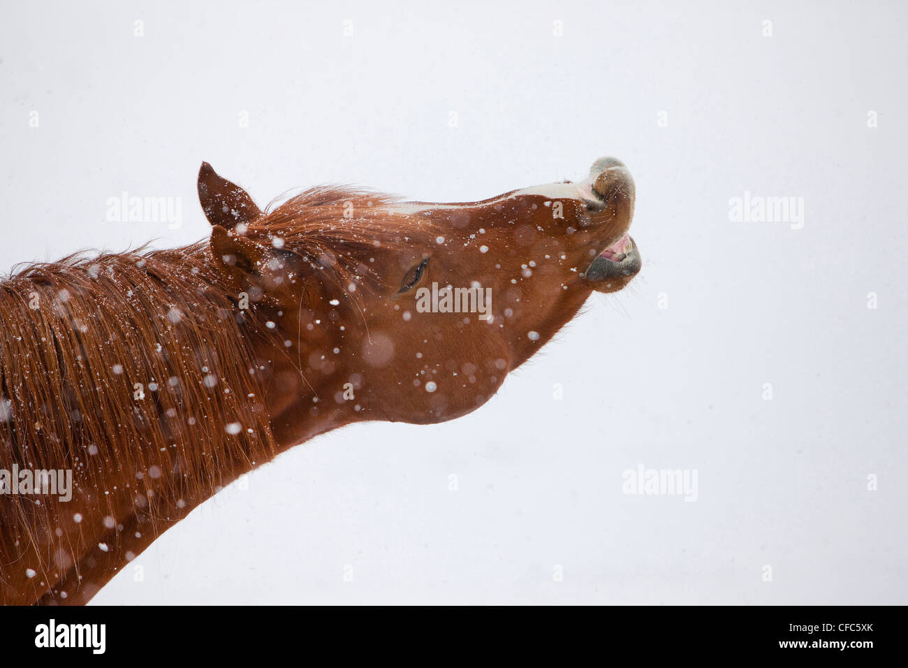 Flehmen horse -Fotos und -Bildmaterial in hoher Auflösung – Alamy