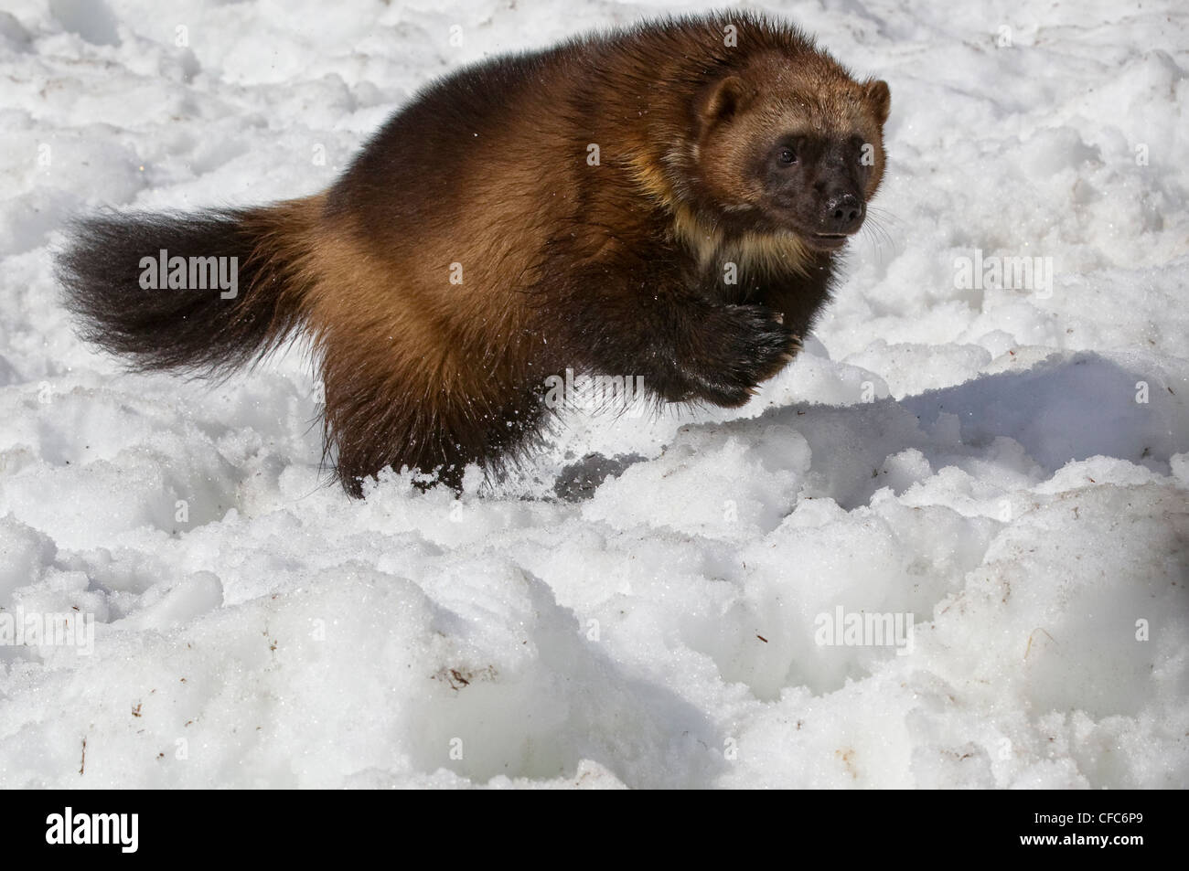 Gulo gulo snow -Fotos und -Bildmaterial in hoher Auflösung – Alamy