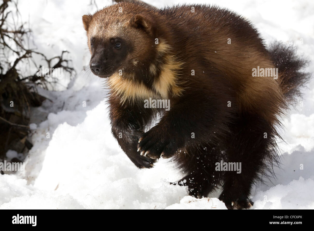 Gulo gulo snow -Fotos und -Bildmaterial in hoher Auflösung – Alamy
