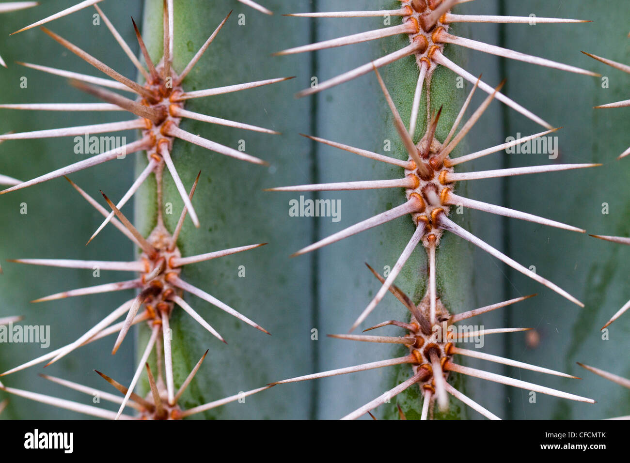Close up stacheln -Fotos und -Bildmaterial in hoher Auflösung – Alamy