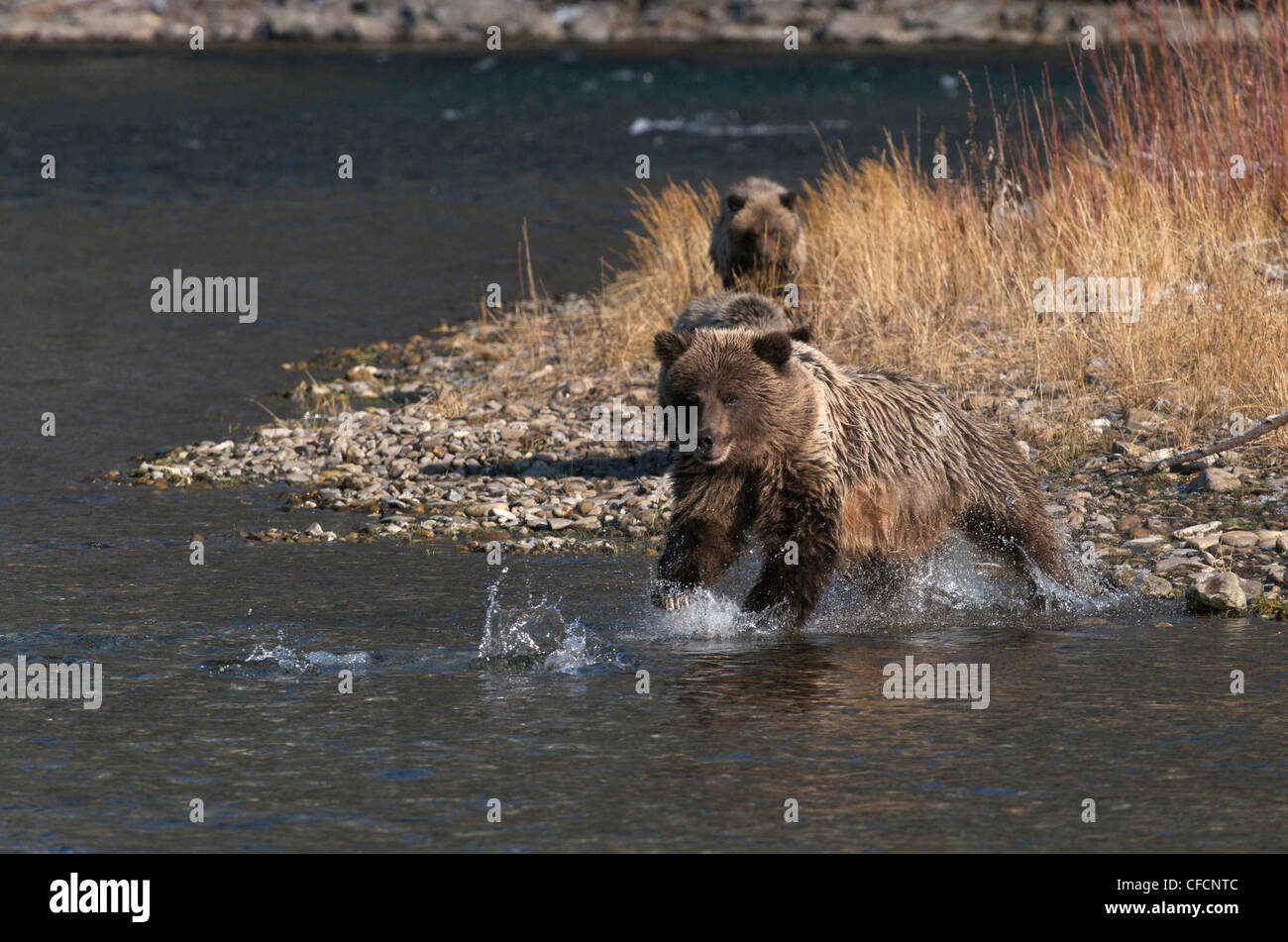 Grizzly Bär (Ursus Arctos) Angeln am Fishing Branch River, Ni'iinlii ...