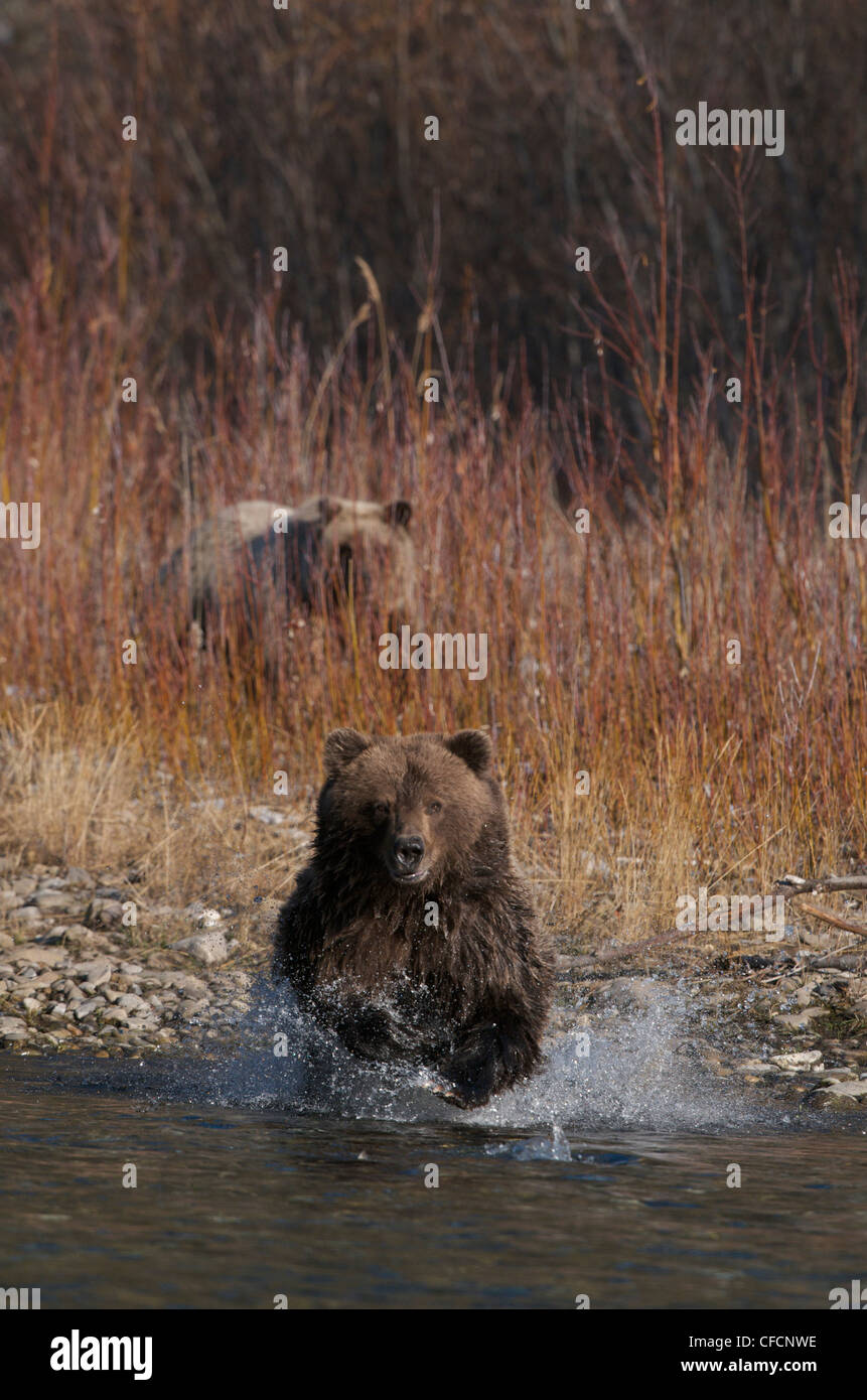 Grizzly Bär (Ursus Arctos) Angeln am Fishing Branch River, Ni'iinlii ...
