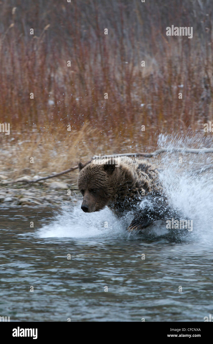 Grizzly Bear Fishing (Ursus Arctos) auf Fishing Branch River, Ni'iinlii ...