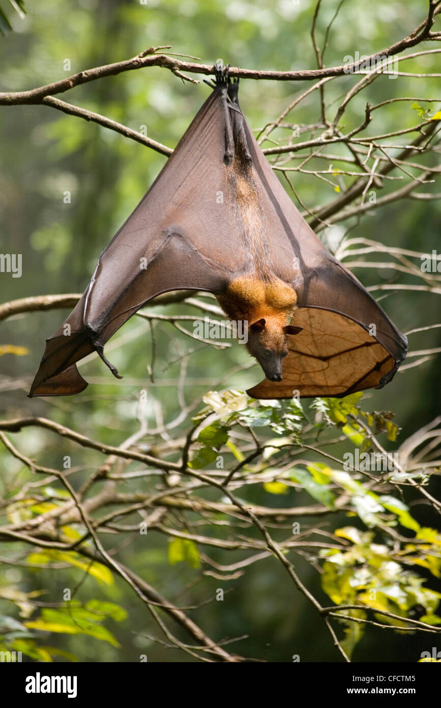 Flughund (Flying Fox) (Chiroptera, Pteropodidae Stockfotografie - Alamy
