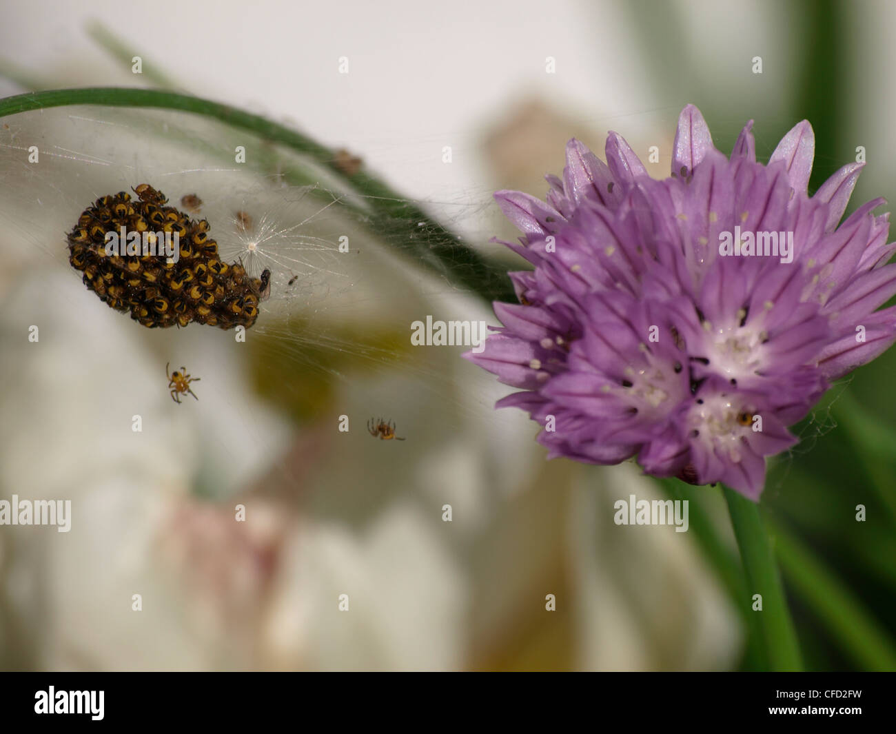 Baby spiders -Fotos und -Bildmaterial in hoher Auflösung – Alamy
