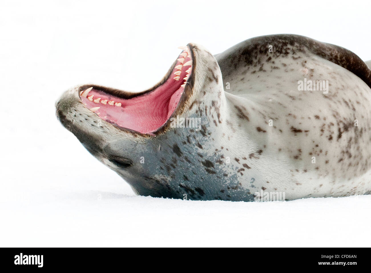 Weibliche Seeleopard (Hydrurga Leptonyx), Bedrohung Display, Pleneau ...