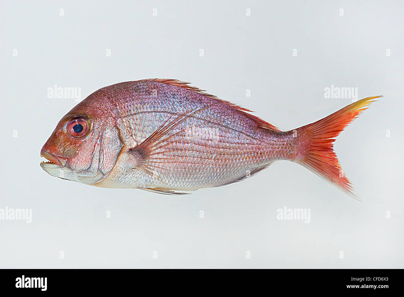 Pagrus pagrus -Fotos und -Bildmaterial in hoher Auflösung – Alamy