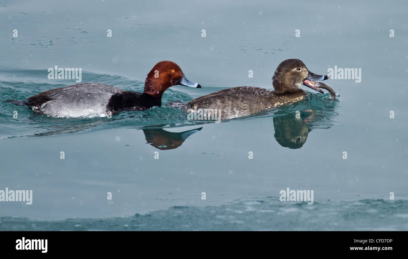 Henne fisch -Fotos und -Bildmaterial in hoher Auflösung – Alamy