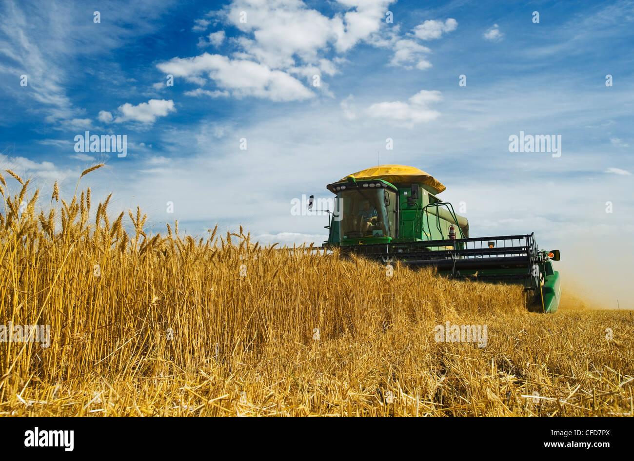Winterweizenernte nahe kane -Fotos und -Bildmaterial in hoher Auflösung ...